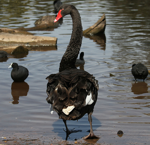 The Swan | Bag of Anything